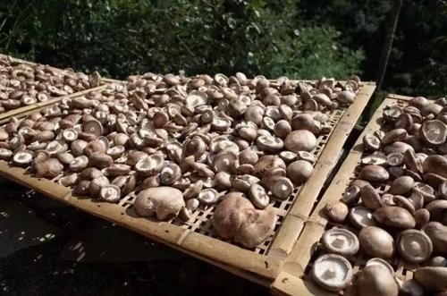 Mushroom Extract: Shiitake Mushroom Extract, Lentinus edodes Extract, Shiitake polysaccharides,  Shiitake extract,