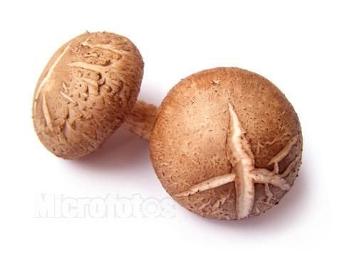 Mushroom Extract: Shiitake Mushroom Extract, Lentinus edodes Extract, Shiitake polysaccharides,  Shiitake extract,