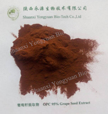 Real Grape seed Extract, Proanthocyanidins 95%, Vitis vinifera Extract, Yongyuan Bio