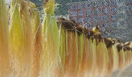 manufacturer supply Zea mays Extract, Corn Silk Extract, Corn stigma Extract, Corn Musk Extract, Yongyuan Bio