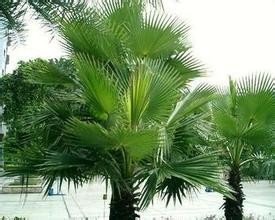 Saw Palmetto Extract, Fatty Acids, USP Standard, 11 peaks, Serenoa repens Extract. Yongyuan Bio