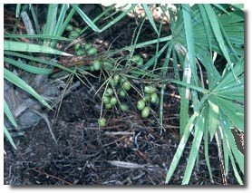 Saw Palmetto Extract, Fatty Acids, USP Standard, 11 peaks, Serenoa repens Extract. Yongyuan Bio