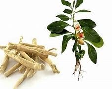 Ashwagandha Extract, Withanolides 2.5 HPLC, Withania Somnifera Extract, immunomodulator, Ashwagandha Root Extract,