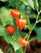 Ashwagandha Extract, Withanolides 2.5 HPLC, Withania Somnifera Extract, immunomodulator, Ashwagandha Root Extract,