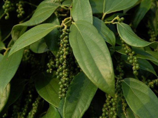 Kava Extract Kavalactones 30% HPLC, Piper methysticum Extract, CAS No.: 9000-38-8, Kava root Extract