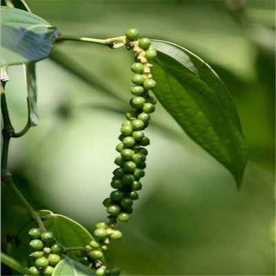 Kava Extract Kavalactones 30% HPLC, Piper methysticum Extract, CAS No.: 9000-38-8, Kava root Extract