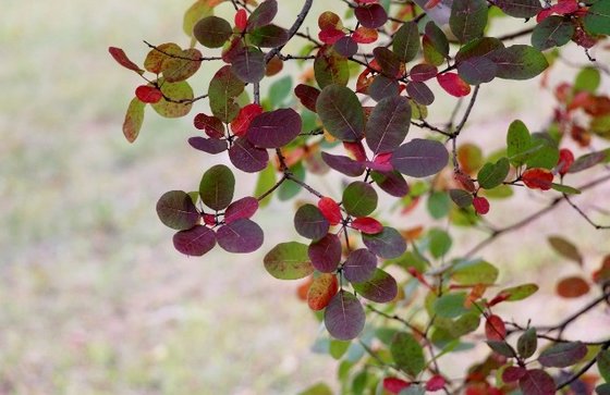 Fisetin 98% HPLC, Smoketree Extract Powder, Cotinus coggygria Extract, CAS No.: 528-48-3, Fisetin