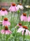 Echinacea Extract, Echinacea Purpurea Polyphenols HPLC USP40, Chicoric Acid, Echinacosides, EC396/2006 EU