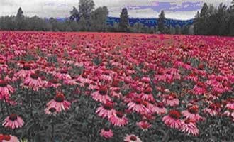 Echinacea Extract, Echinacea Purpurea Polyphenols HPLC USP40, Chicoric Acid, Echinacosides, EC396/2006 EU