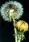 Dandelion root Extract, Dandelion  Flavone, Taraxacum officinale Extract, Dandelion whole herb Extract