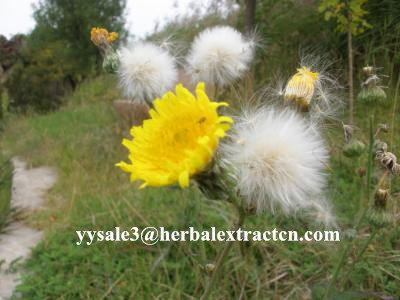 Dandelion root Extract, Dandelion  Flavone, Taraxacum officinale Extract, Dandelion whole herb Extract