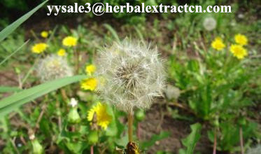 Dandelion root Extract, Dandelion  Flavone, Taraxacum officinale Extract, Dandelion whole herb Extract