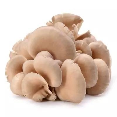 Oyster mushroom Extract, Oster fungus Extract, Pleurotus ostreatus Polysaccharid, mushroom Extract