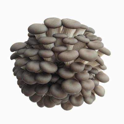 Oyster mushroom Extract, Oster fungus Extract, Pleurotus ostreatus Polysaccharid, mushroom Extract