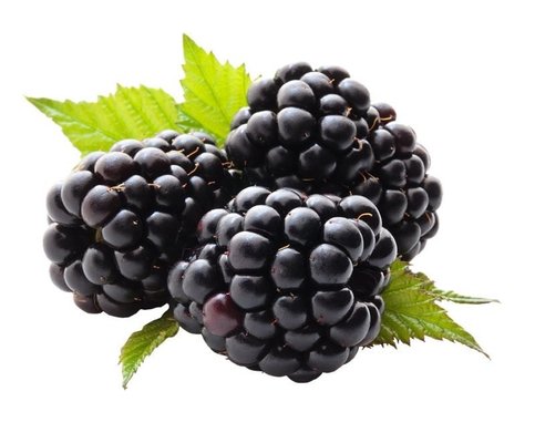 Blackberry Extract, Blackberry Fruit Powder, Black Raspberry Extract, blackberry powder