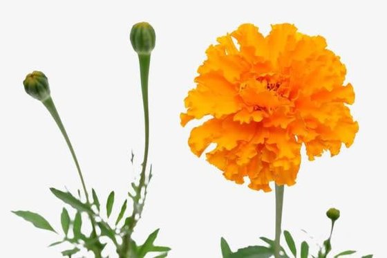 Zeaxanthin, Marigold Extract, Zeaxanthin CWS, Zeaxanthin beadlets, Tagetes Erecta Extract