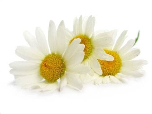 Apigenin 98%, CAS No.: 520-36-5, Light yellow to yellow fine powder, Apigenol, Yongyuan Bio