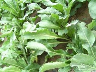 high quality Indirubin 97%,CAS No.: 479-41-4, anti-cancer ingredients, Chinese supplier, Shaanxi Yongyuan Bio-Tech