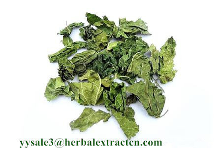 Eucommia Ulmoides P.E.,100% natural feed additive, Antibacterial, antiviral, Food Supplements material, Chinese supplier