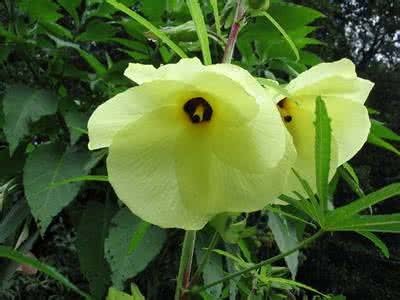 Abelmoschus manihot extract, Cyanotis Extract, Malva Extract, natural cosmetic herbalingredients,Chinese  Exporter