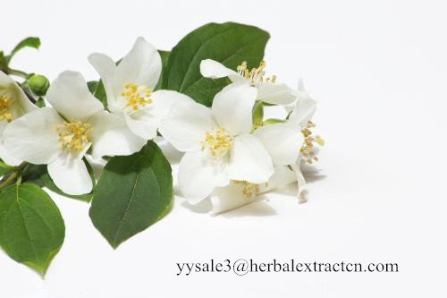 Jasmine Extract, Jasmine Flower Extract, 4:1,10:1 TLC, Qualified manufacturer, Shaanxi Yongyuan, high quality