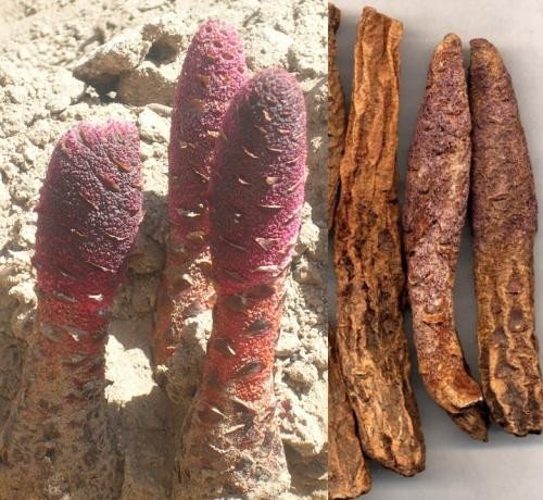 Cynomorium songaricum Rupr.Extract, Suoyang Extract,  ethanol soluble extract, 5:1, supplement ingredient, Yongyuan Bio
