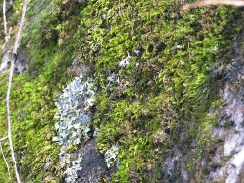 Iceland Moss Extract, Cetraria islandica Extract, 10:1 TLC, for supplement, feed, cosmetics, Manufacturer, Yongyuan