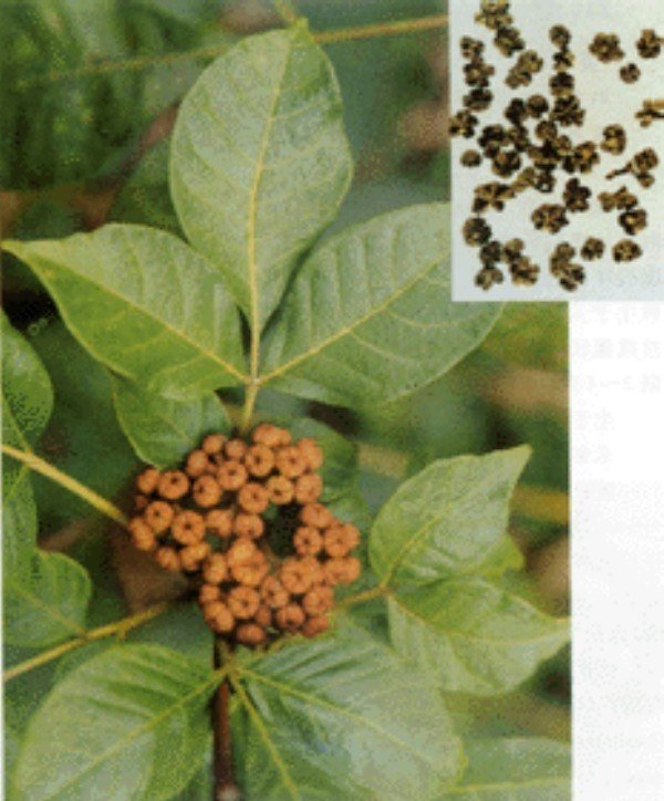Euodia rutaecarpa Extract, Evodiamine, Ruteecarpine, CAS No.: 518-17-2, CAS No.: 84-26-4, Exporter, Shaanxi Yongyuan Bio