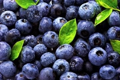 Blueberry Extract, 5%-30% anthocyanidin, 5%-36% anthocyanin, exporter, Shaanxi Yongyuan Bio-Tech, high quality