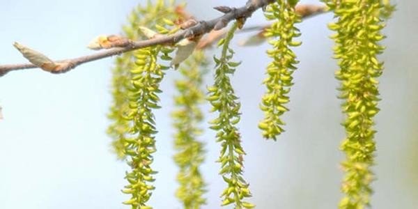 manufacturer supply Poplar Flower Extract, Populus Flower Extract, 10:1 TLC, feed supplement, Chinese manufacturer
