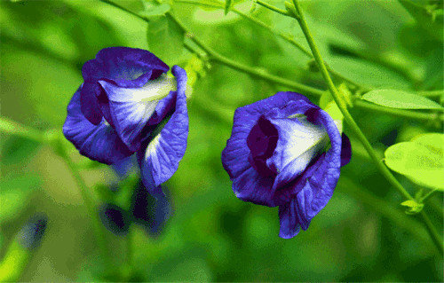 high quality Butterfly pea Extract, Butterfly pea Powder,5:1 TLC, beverage ingredient, Chinese manufacturer