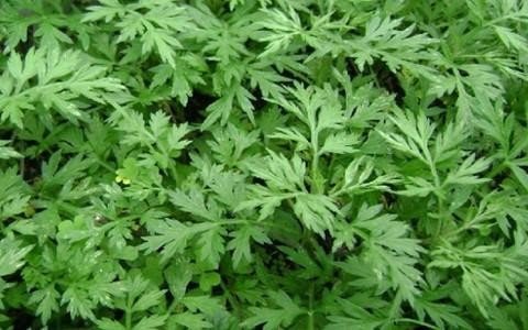 Factory Aiye Leaf Extract, Artemisia argyi Levl Extract 10:1 TLC, TCM Extract, 100% natural, Chinese manufacturer