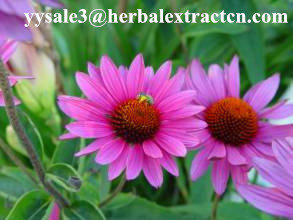 Echinacea purpurea P.E., Echinacea purpurea Extract, Cichoric acid, Echinacosides，Shaanxi Yongyuan Bio