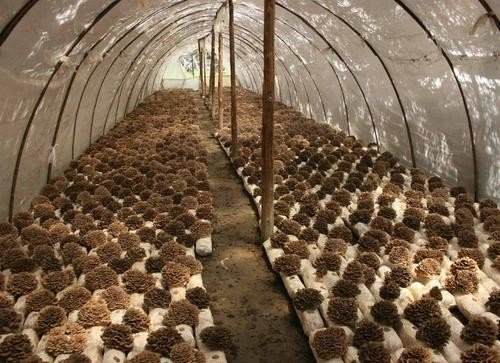 Mushroom Extract Series, Grifola Frondosus extract, Maitake Extract Powder, Maitake Mushroom Extract，Yongyuan Bio