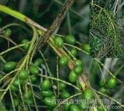 Saw Palmetto Extract, Fatty Acids, USP Standard, 11 peaks, Serenoa repens Extract. Yongyuan Bio