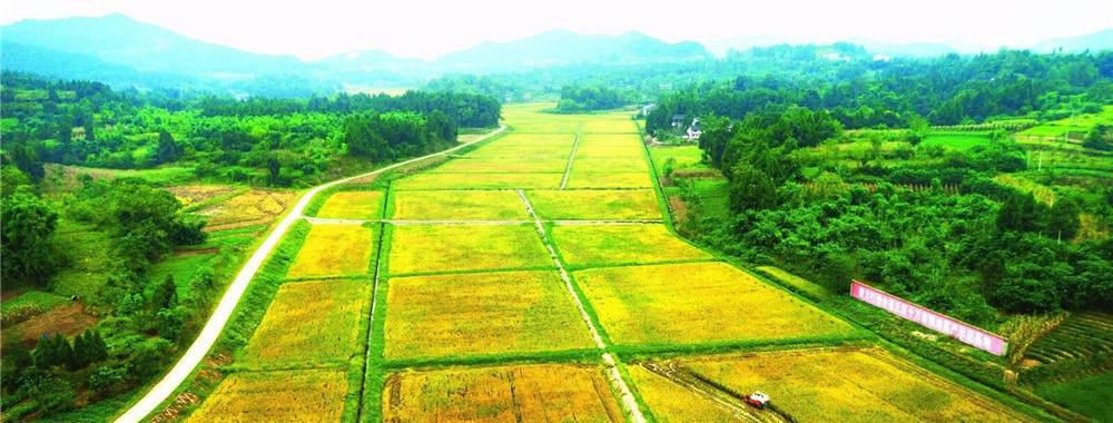 Agrochemical Pesticides