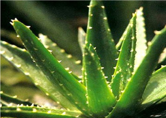 Sweet Scent Aloe Perfume Flavor Fragrance CAS NO 100084-89-7