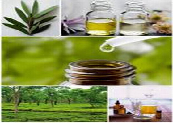 Essential Oils 99.9% Aromatherapy Tea Tree extract flavor oil