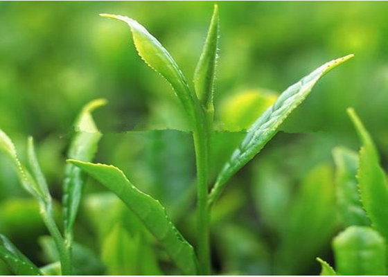 CAS 84650-60-2 transparent Green Tea Fragrance / Perfume COA & MSDS