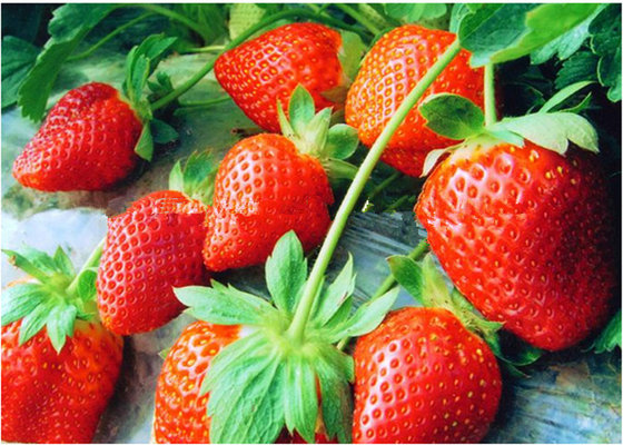 Milk Flavor Fragrance Strawberry Essence Liquid For Beverages / Bread