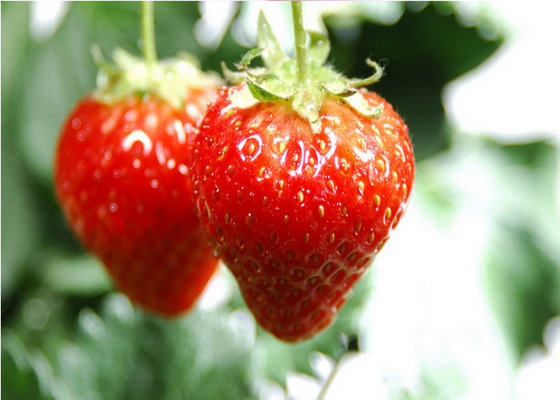 Milk Flavor Fragrance Strawberry Essence Liquid For Beverages / Bread
