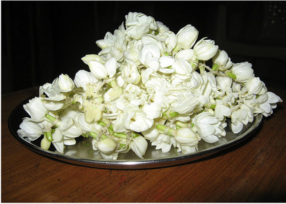 100% pure Flavor Fragrance jasmine absolute oil for sensitive skin
