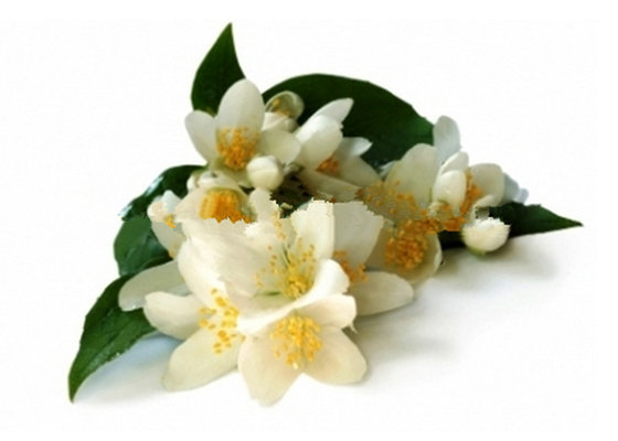 100% pure Flavor Fragrance jasmine absolute oil for sensitive skin