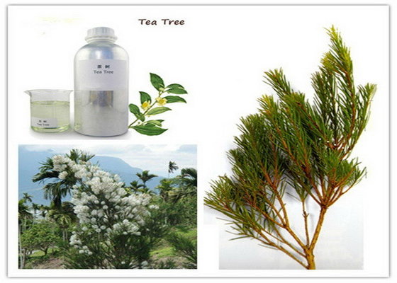Plant Extract Tea Tree Oil Cosmetic Moisturizer For Massage Oil Cas 68647-73-4