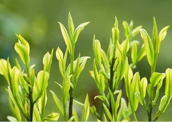 Plant Extract Tea Tree Oil Cosmetic Moisturizer For Massage Oil Cas 68647-73-4