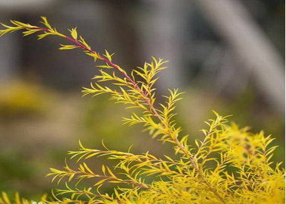 Plant Extract Tea Tree Oil Cosmetic Moisturizer For Massage Oil Cas 68647-73-4