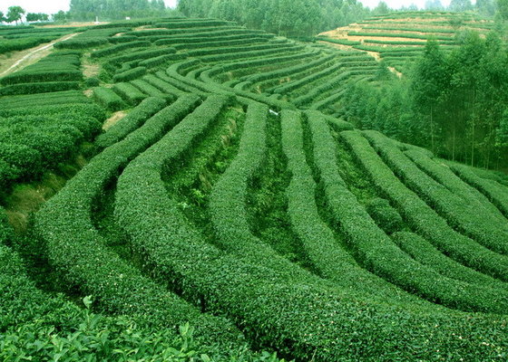 Plant Extract Tea Tree Oil Cosmetic Moisturizer For Massage Oil Cas 68647-73-4