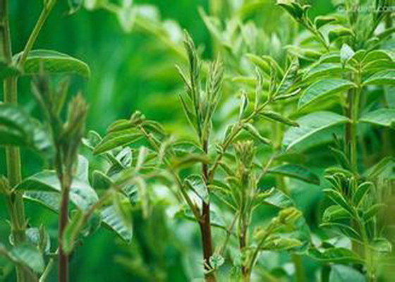 Natural Odorless 100% Liquorice Licorice Plant Extracts CAS 1045-86-3