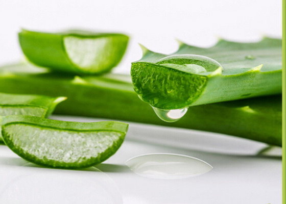Natural Plant Extracts Aloe Vera Extract / Aloe Barbadensis Miller For Minor Burns