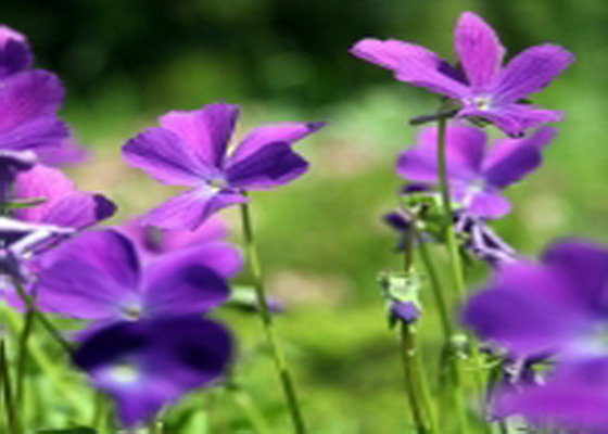 Natural 100% Light Yellow Liquid Violet Essential Oil For Massage Oil